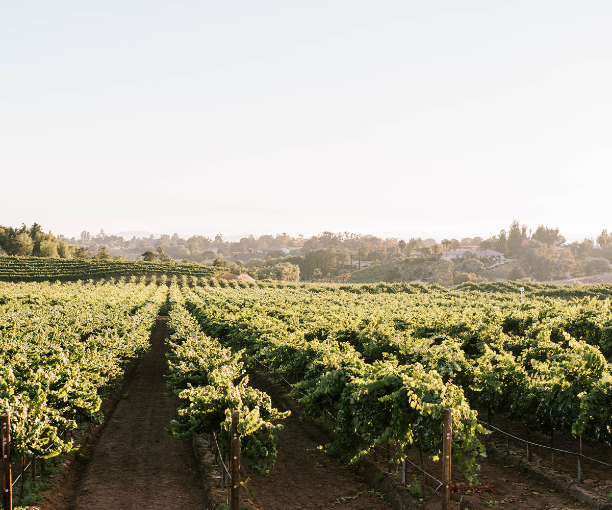 Danza del Sol Winery: Vineyard Vows Under the Temecula Sun | Premier Wedding Venue